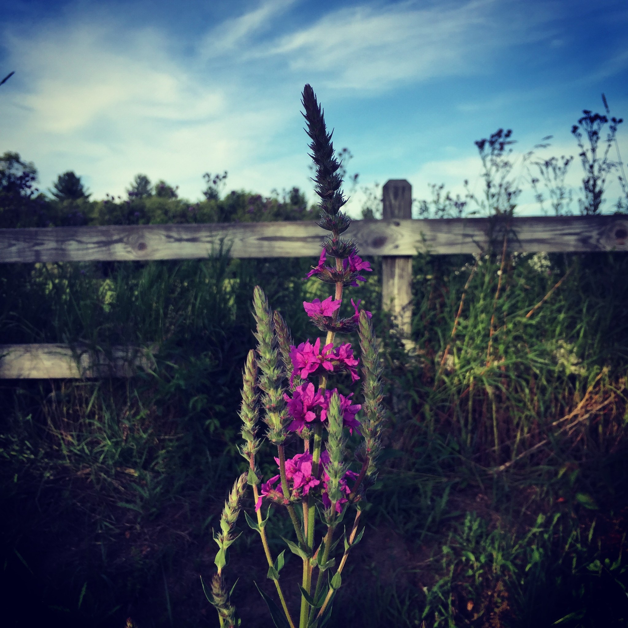 Growing the Roots of Wonder #fromdreamtoreality – The Light Behind the ...